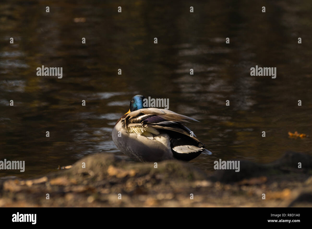 Rear View of a male Mallard Duck (Anas platyrhynchos) at the Lake Stock ...