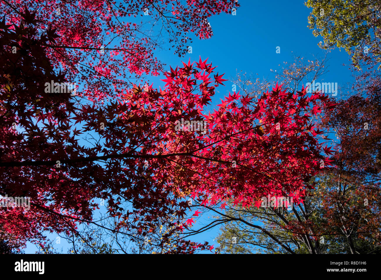 Intense Japanese maple autumn foliage Stock Photo - Alamy