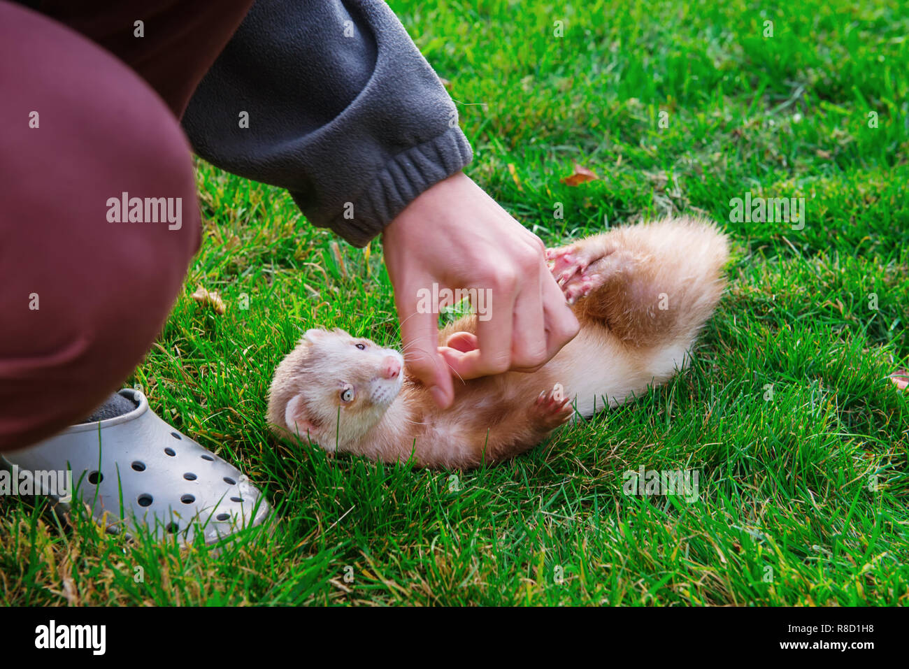 Cute home ferret bites the boy's nose Stock Photo - Alamy