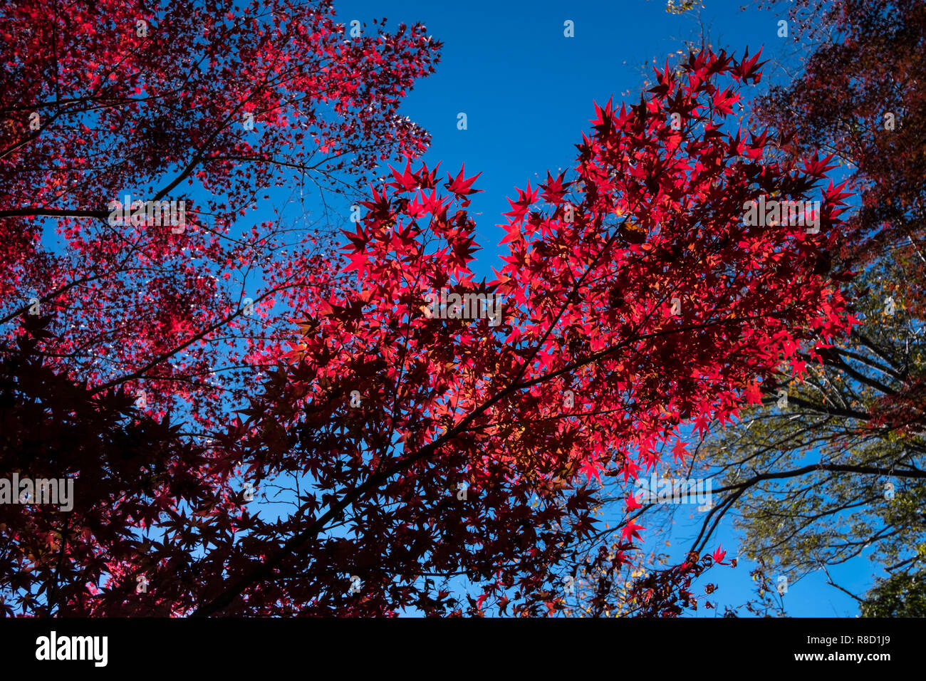 Intense Japanese maple autumn foliage Stock Photo - Alamy