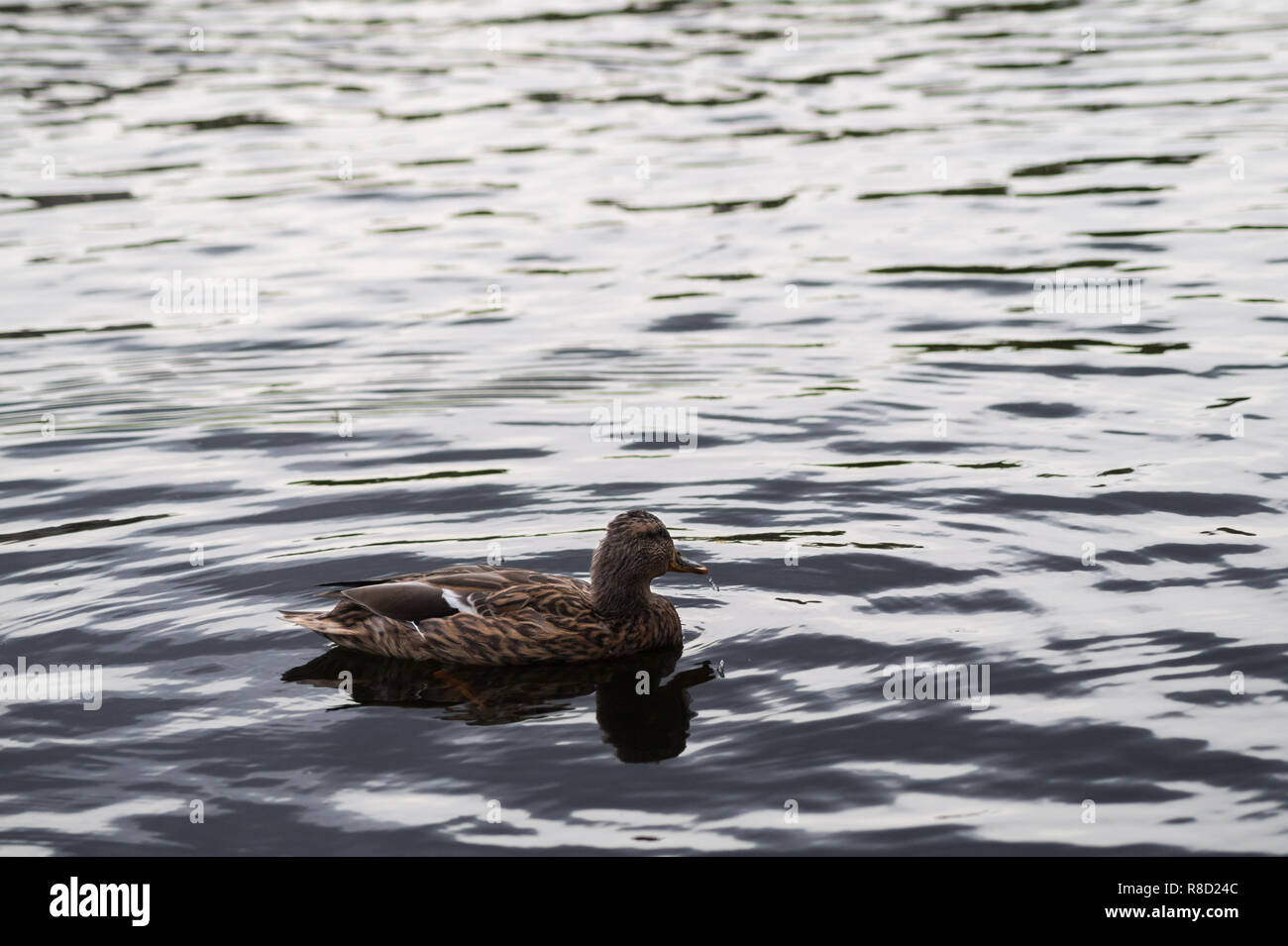 Close-up of a brown female floating Mallard Duck (Anas platyrhynchos ...