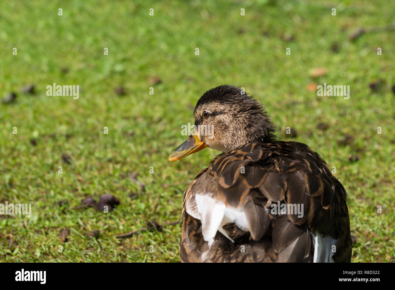 Rear View of a resting female Mallard Duck (Anas platyrhynchos) on ...