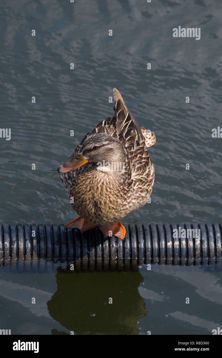 Female pipe hi-res stock photography and images - Alamy