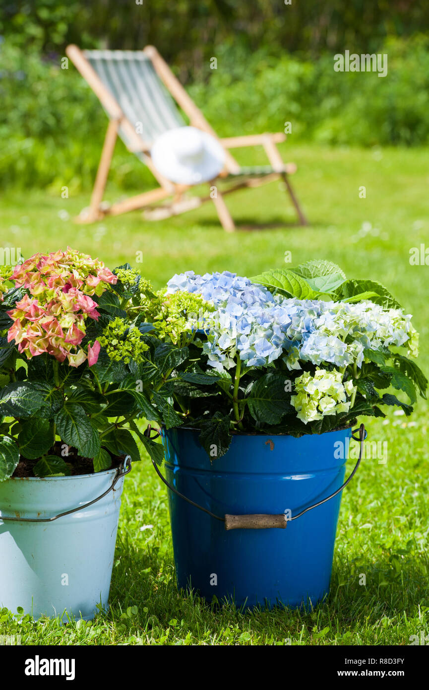 Idyllic garden with colorful hydrangeas Stock Photo - Alamy