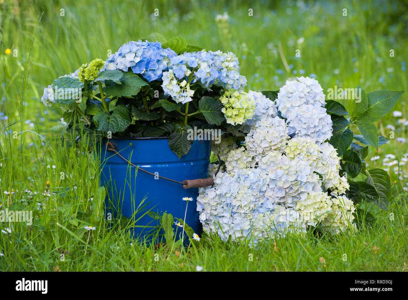 Blue hydrangeas in old enamel bucket Stock Photo - Alamy