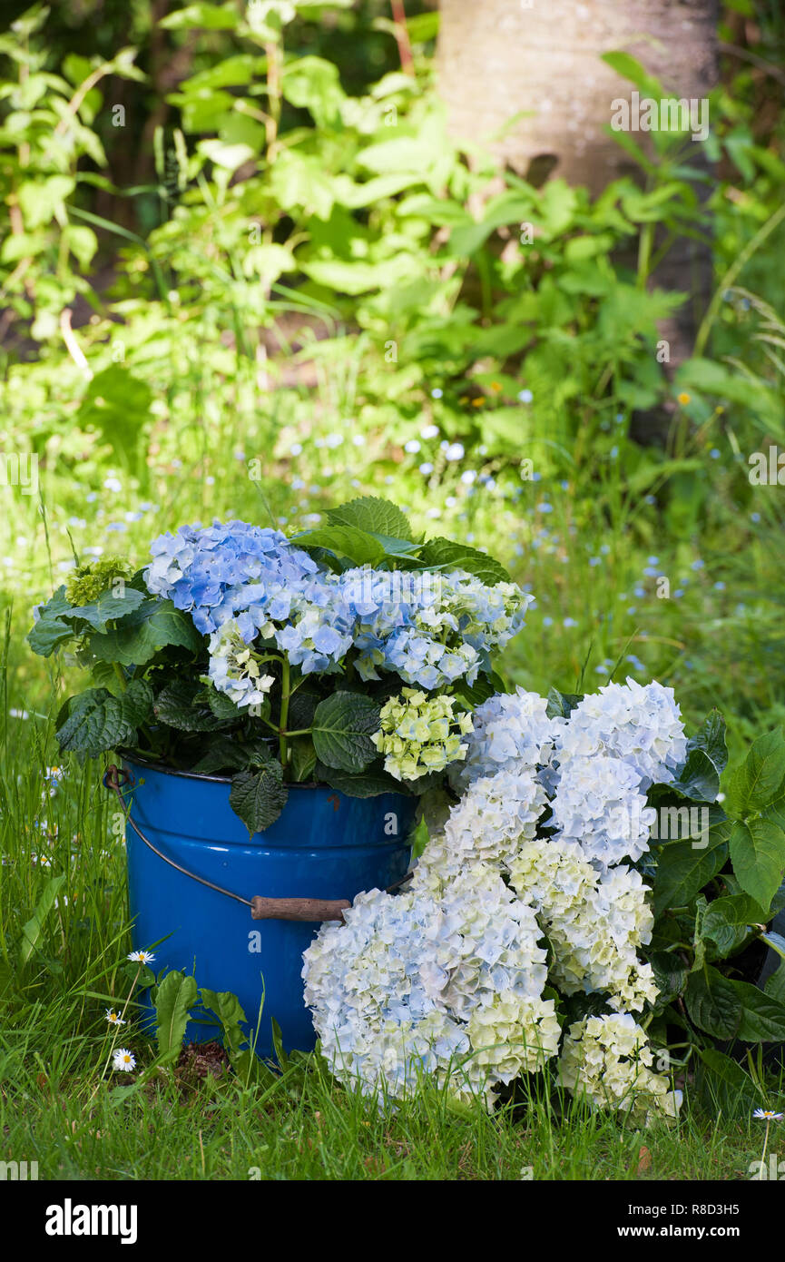 Blue hydrangeas in old enamel bucket Stock Photo - Alamy