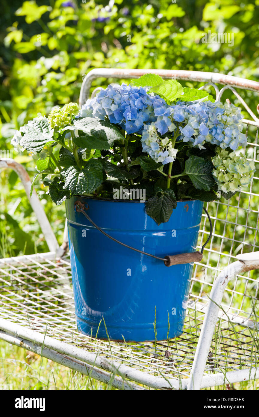 Blue hydrangeas in old enamel bucket Stock Photo - Alamy