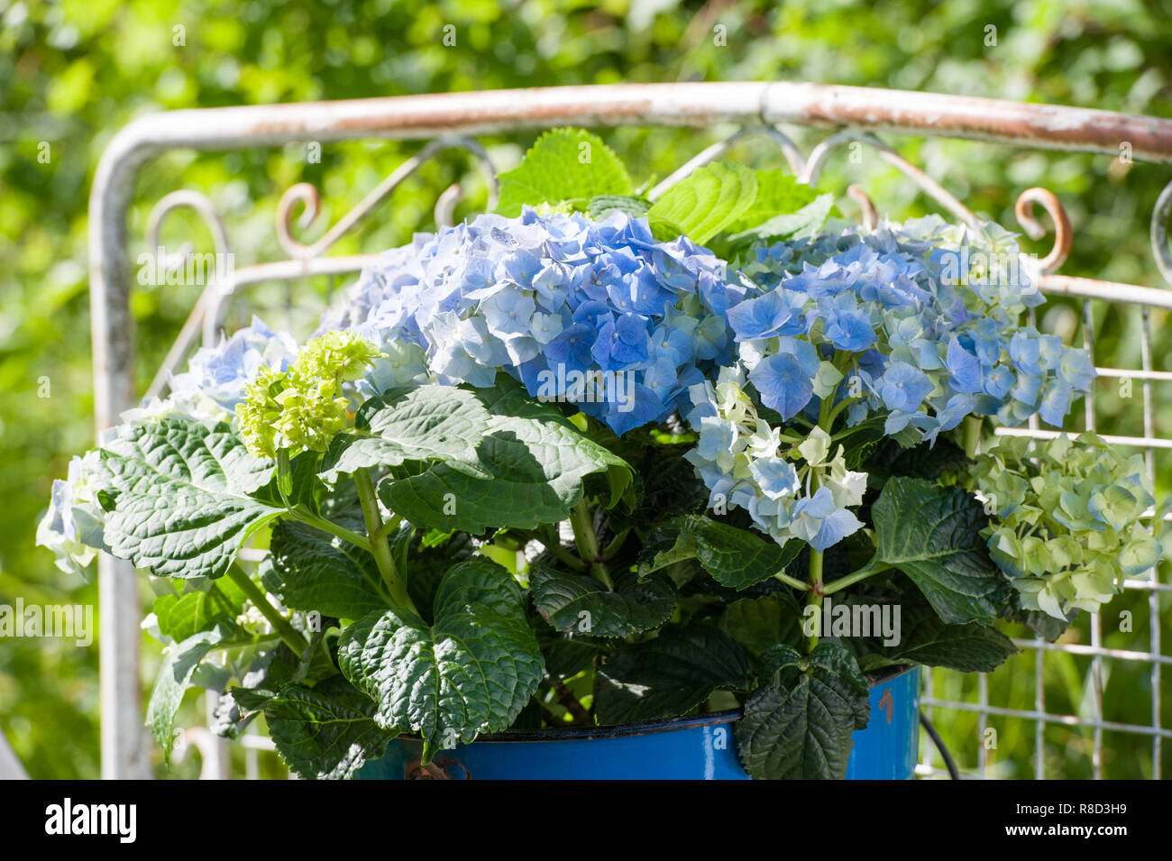 Blue hydrangeas in old enamel bucket Stock Photo - Alamy