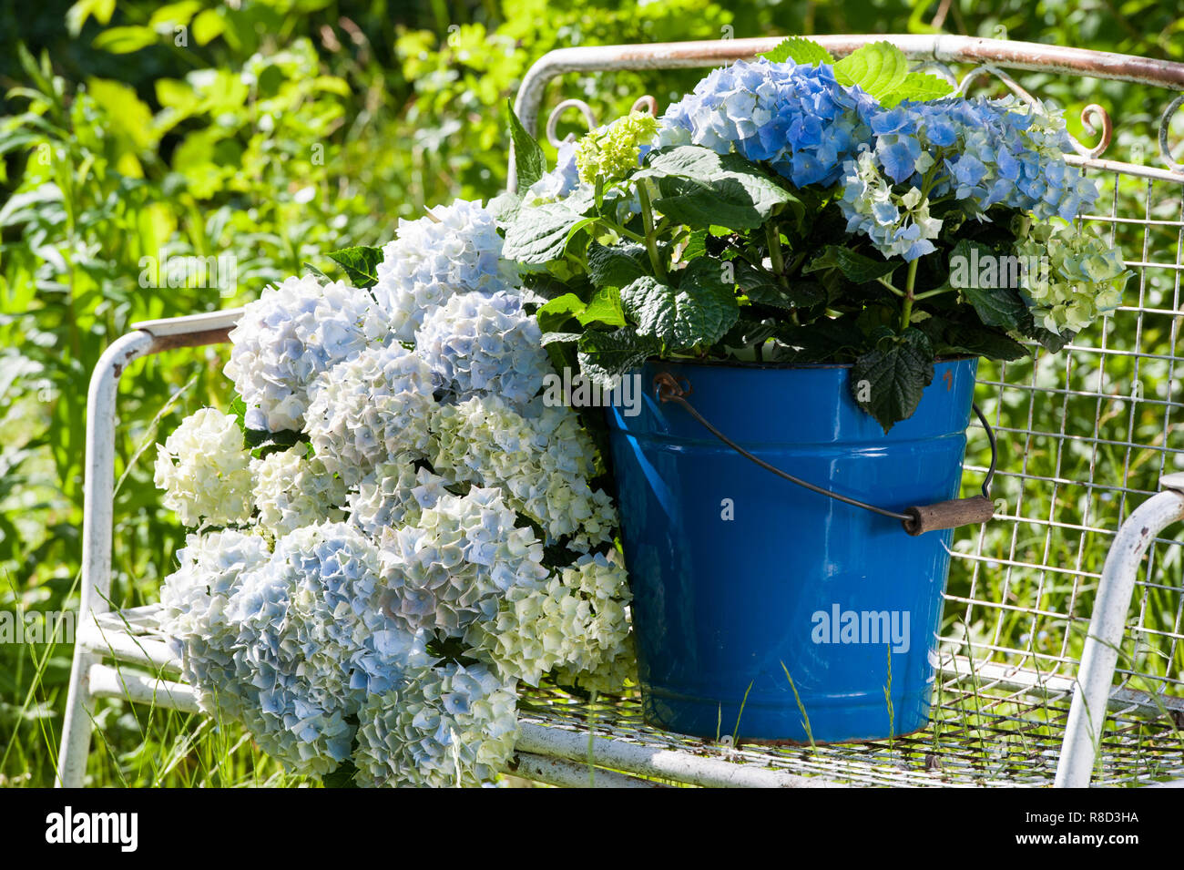 Blue hydrangeas in old enamel bucket Stock Photo - Alamy