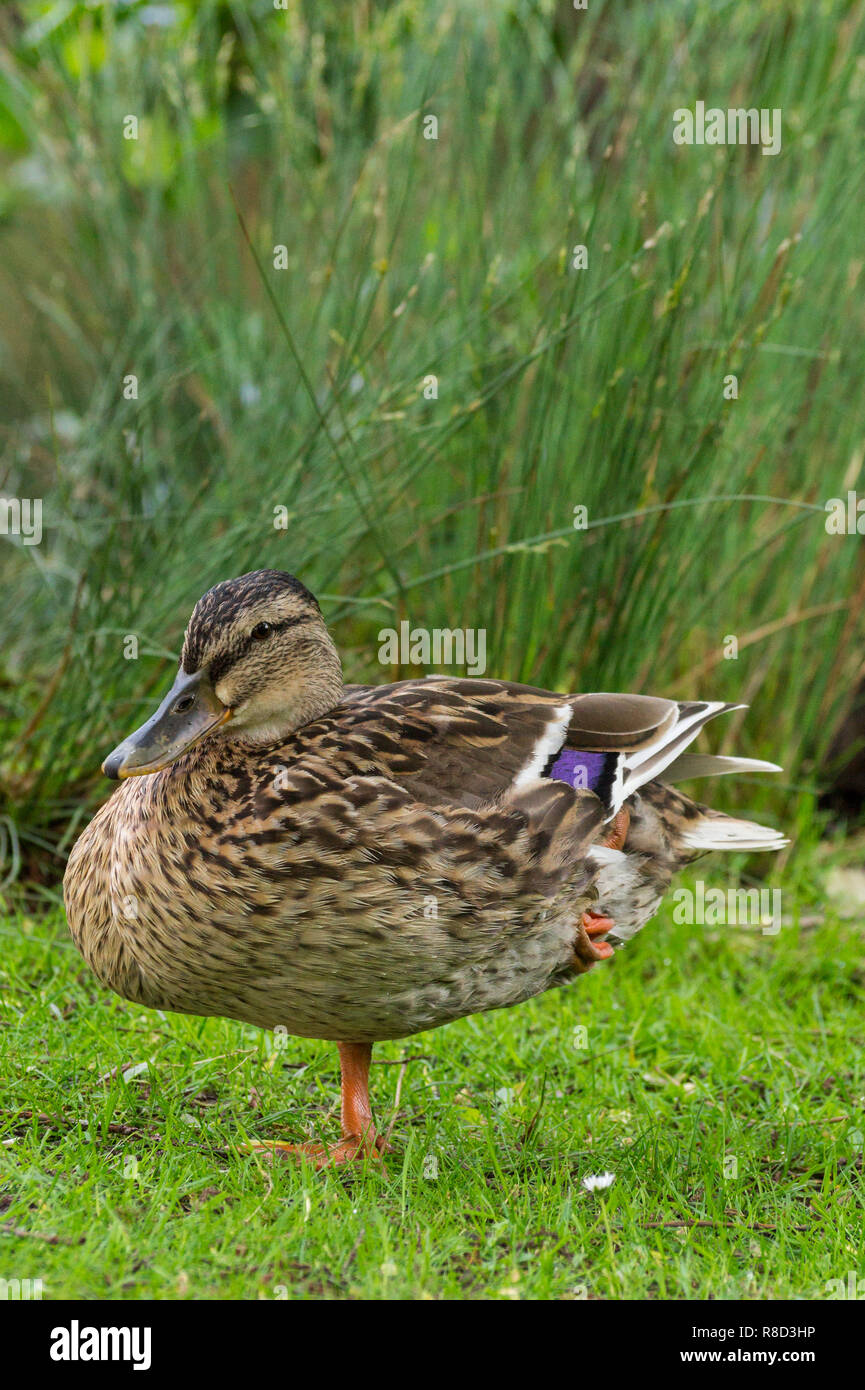 One leg standing duck hi-res stock photography and images - Alamy