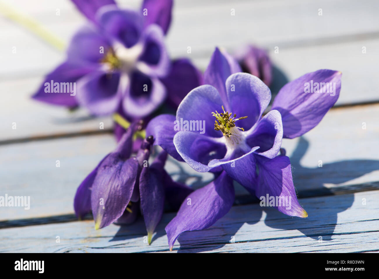 Violet columbines hi-res stock photography and images - Alamy