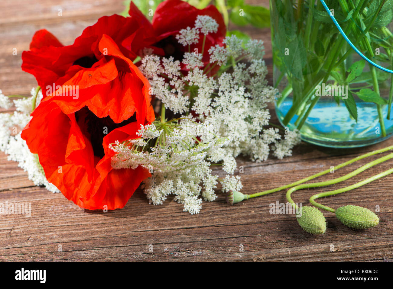 Poppy garden pot hi-res stock photography and images - Alamy