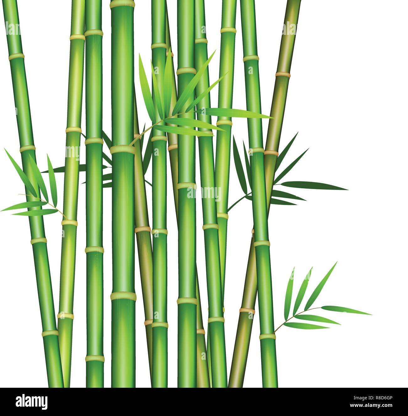 Bamboo forest green stems Stock Vector Images - Alamy