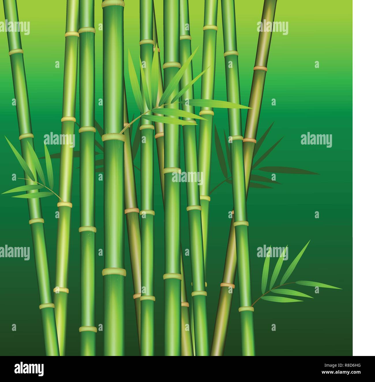 Bamboo forest green stems Stock Vector Images - Alamy