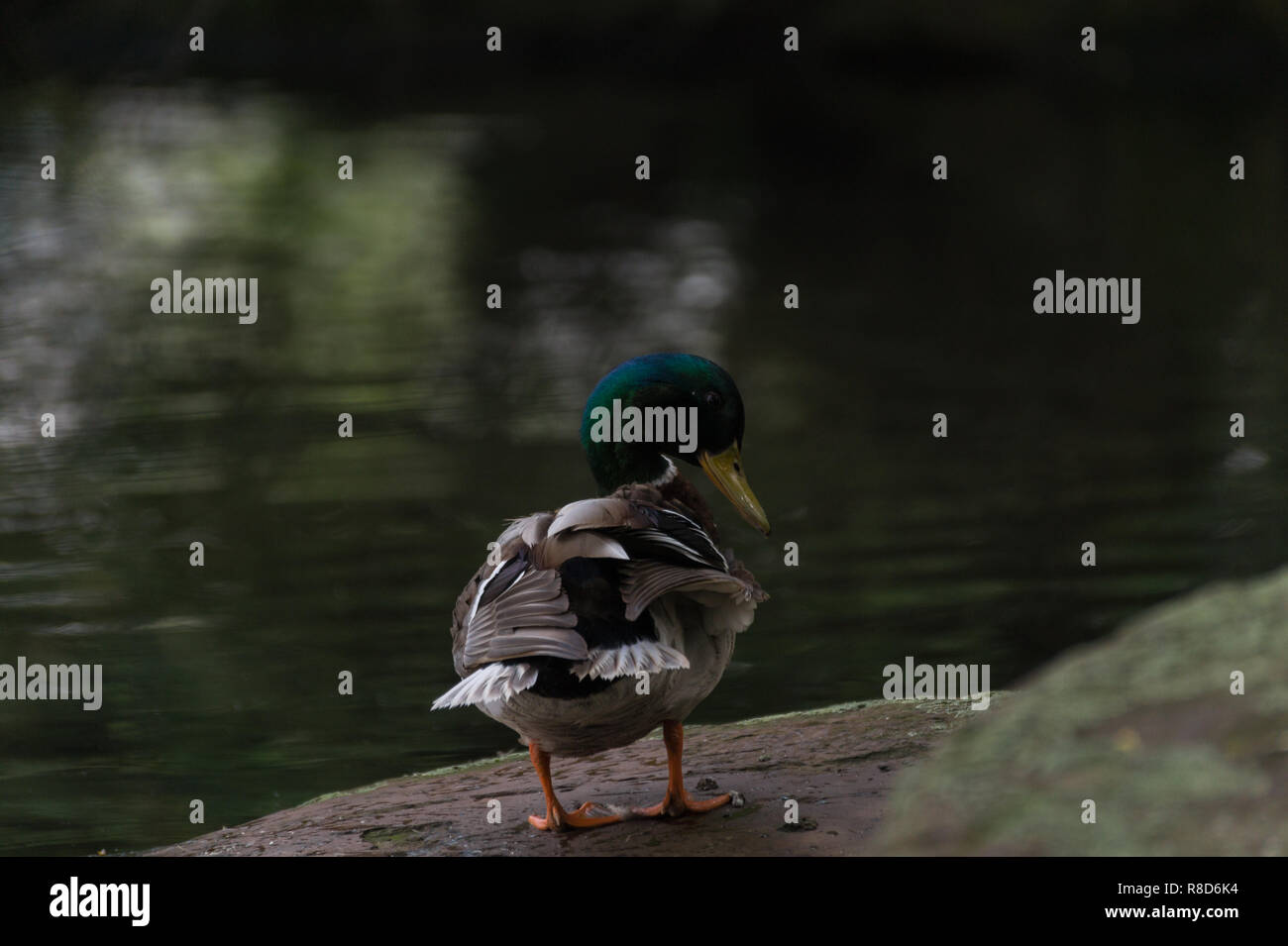 Mallard drake feather closeup hi-res stock photography and images - Alamy