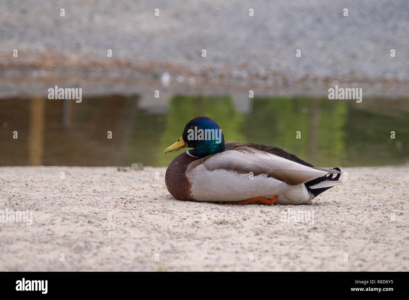 Resting Duck High Resolution Stock Photography and Images - Alamy