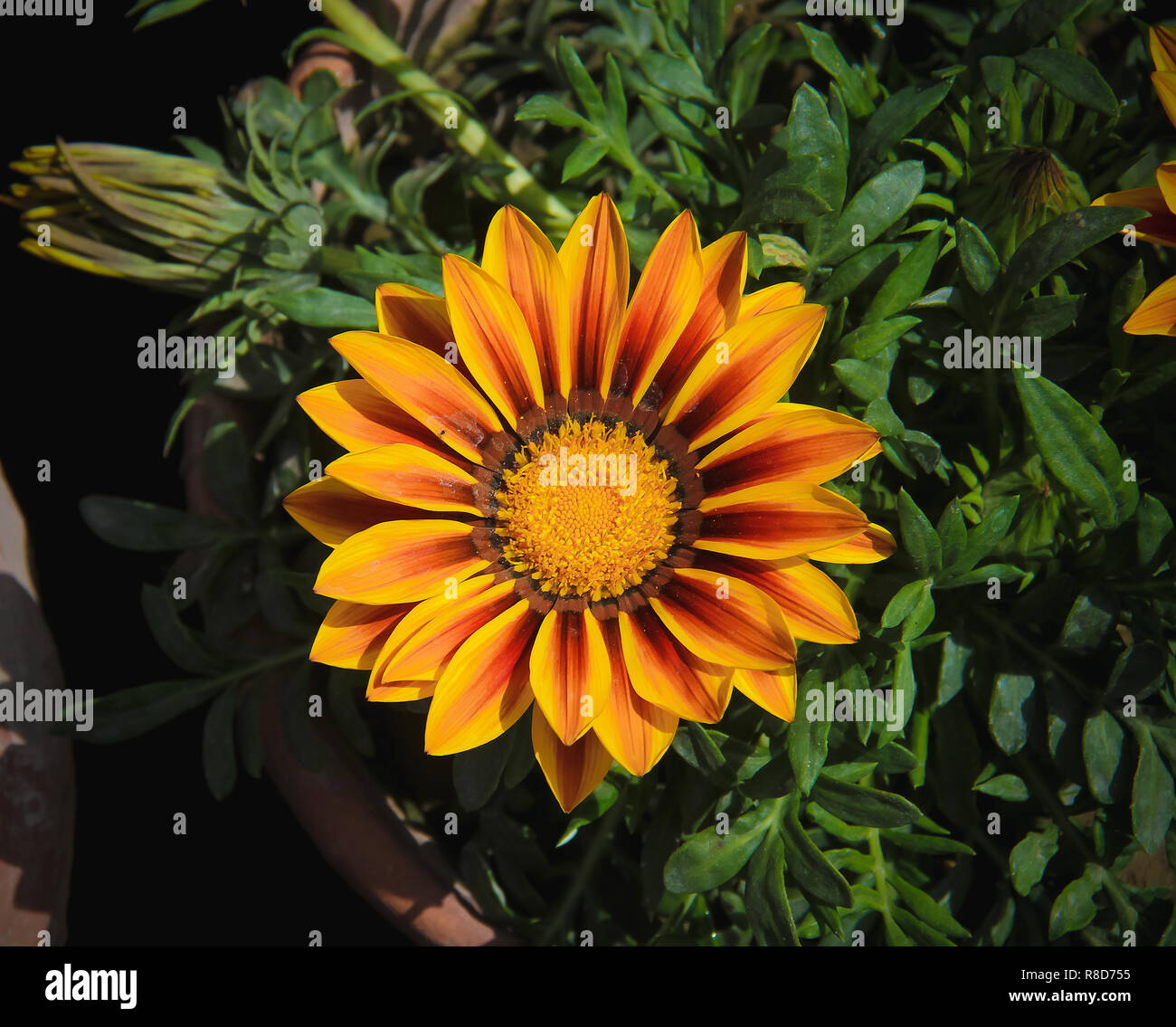 Most Beautiful Gazanien flower Stock Photo - Alamy