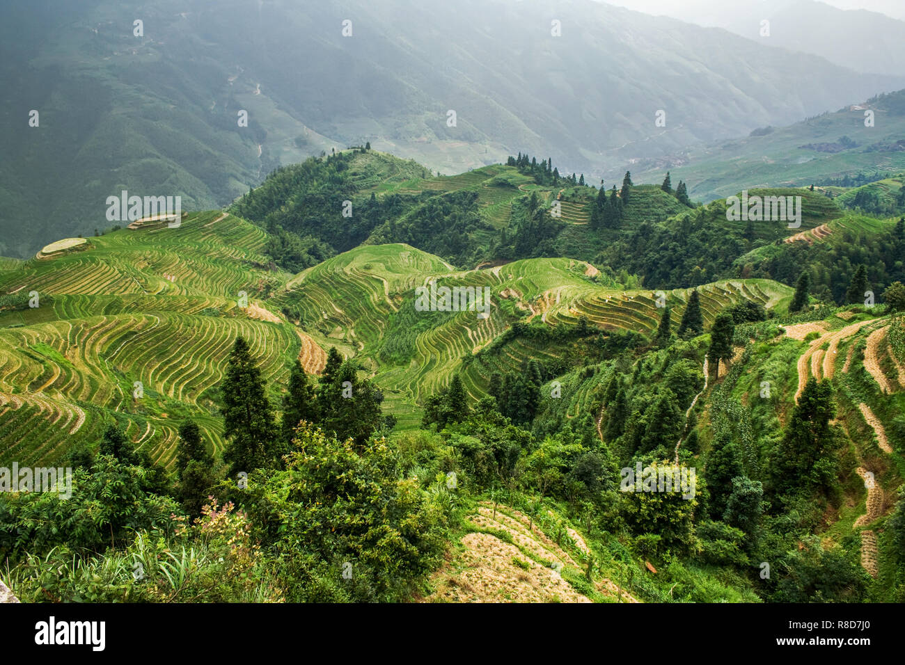 Terraced rice paddy field in Longsheng County. Guangxi, China Stock ...