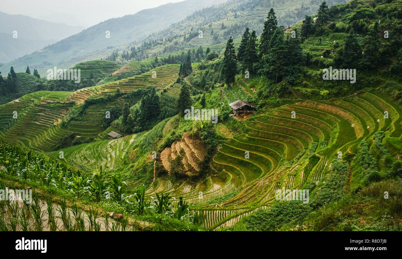 Beautiful landscape view of rice terraces and house. Longsheng Rice ...