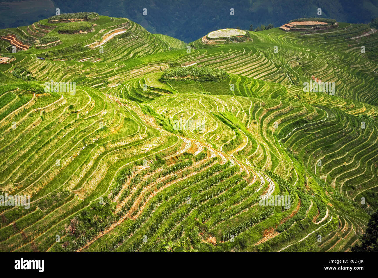 Landscape rice fields on terraced. Longji Rice Terraces (Dragon's ...