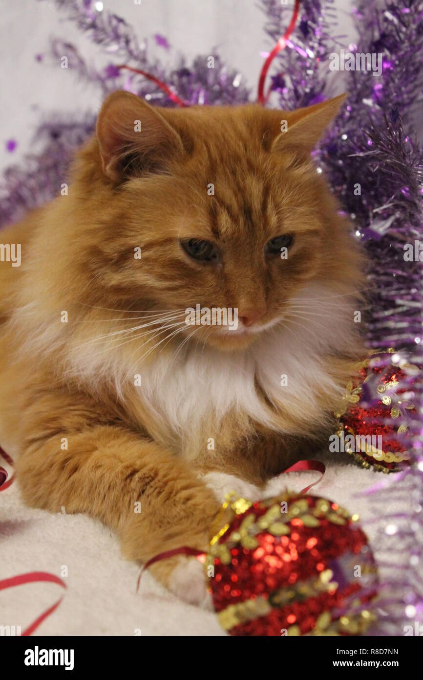 fluffy bright orange color cat in Christmas decoration prepare for ...