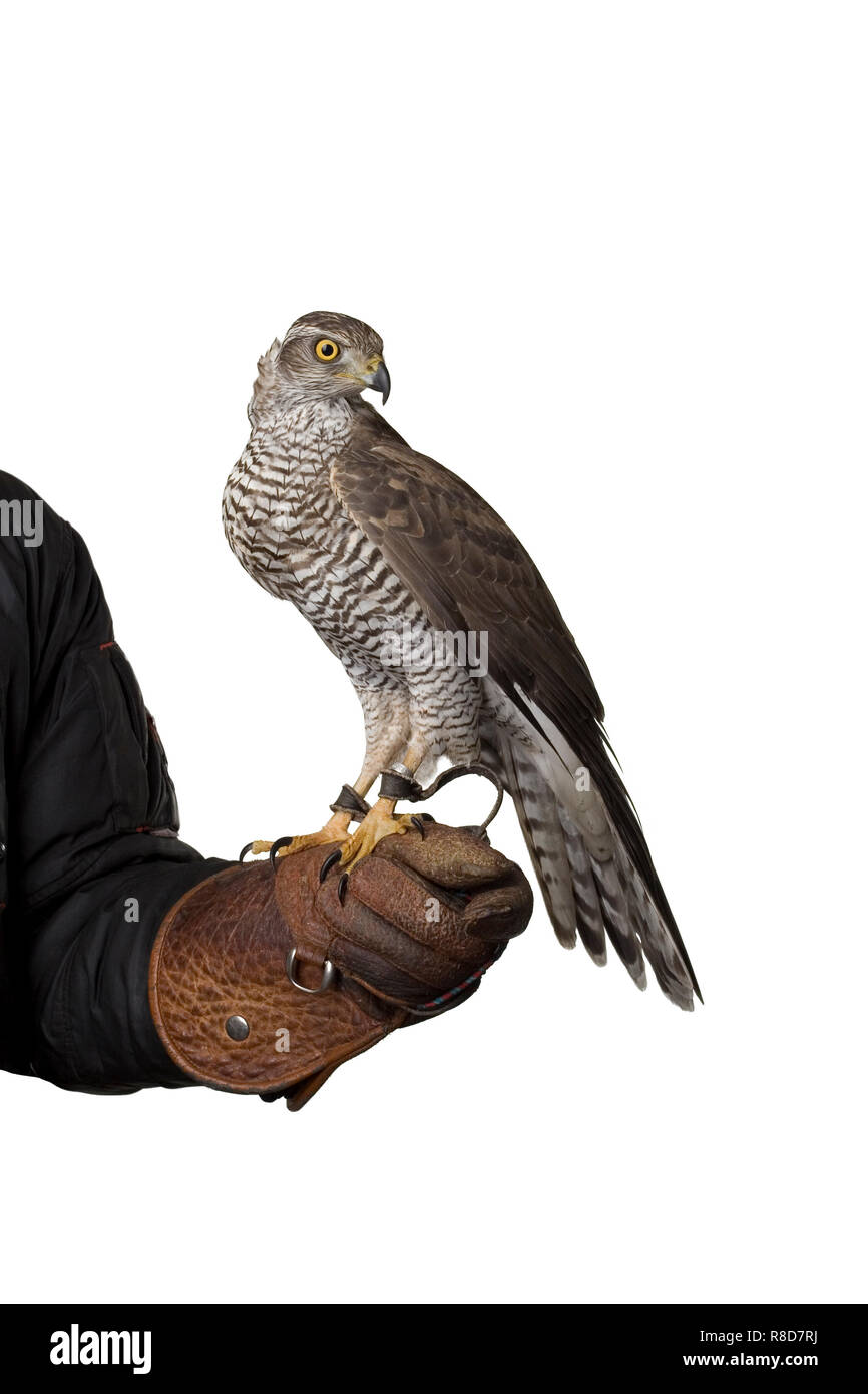 hawk isolated on white background sitting on hand Stock Photo - Alamy
