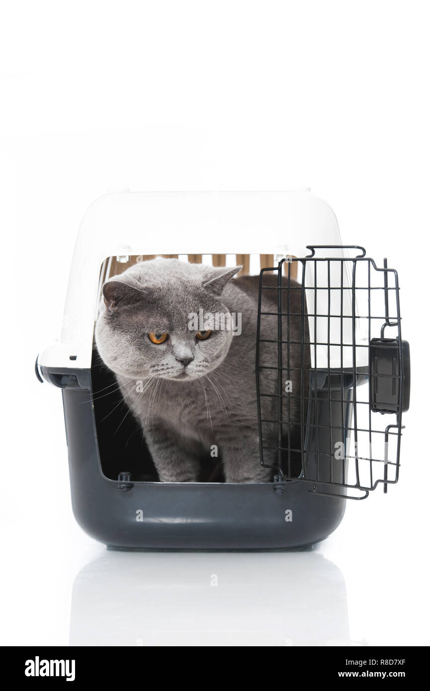 Cat in a transport box isolated on white Stock Photo - Alamy