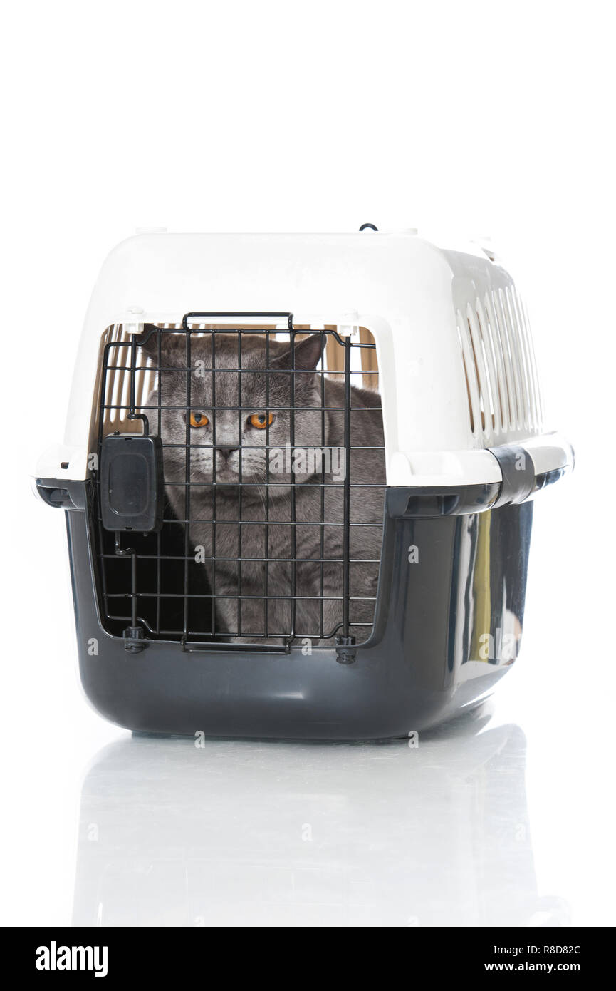 Cat in a transport box isolated on white Stock Photo - Alamy