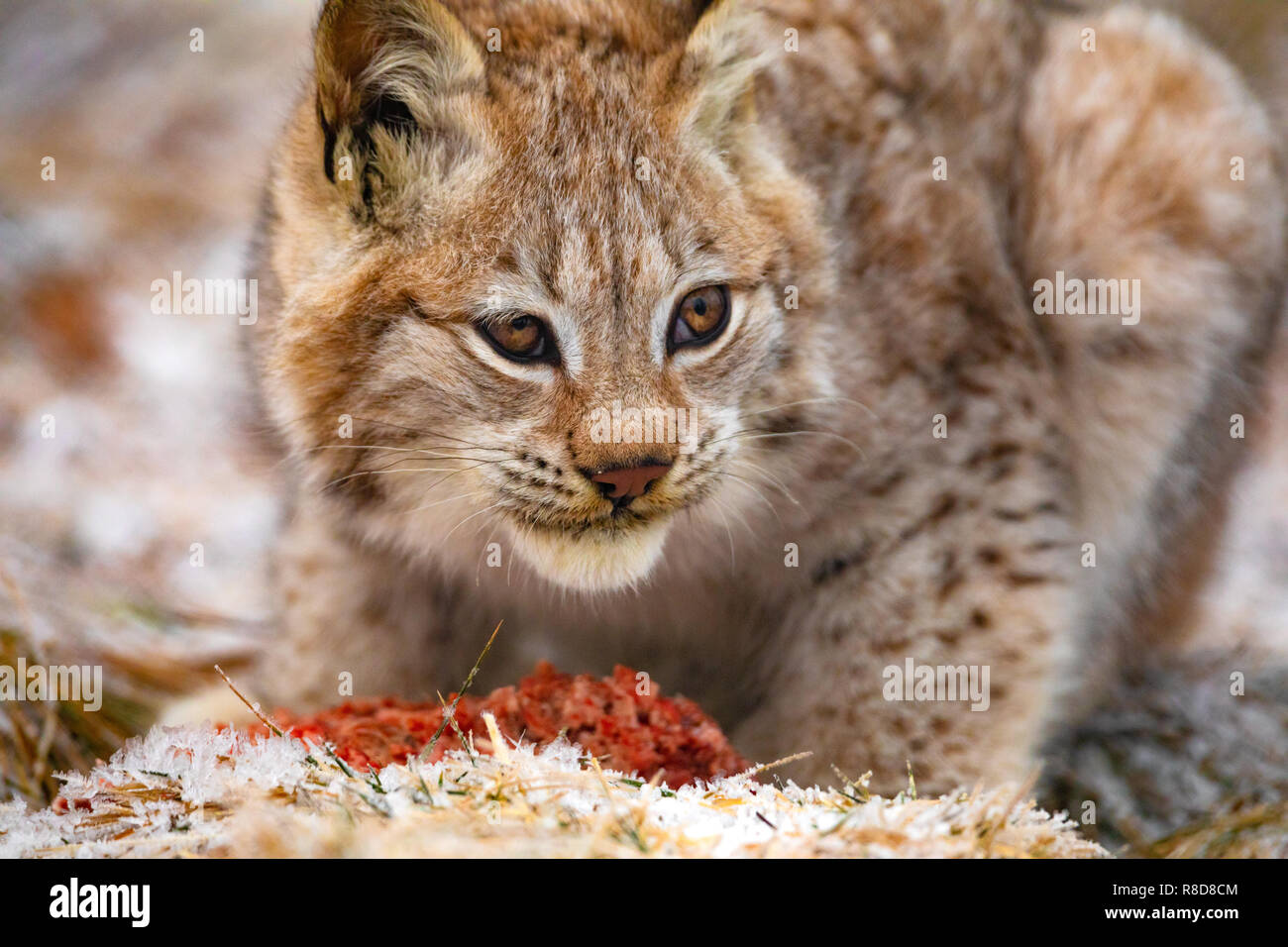 Bobcat eating grass hi-res stock photography and images - Alamy