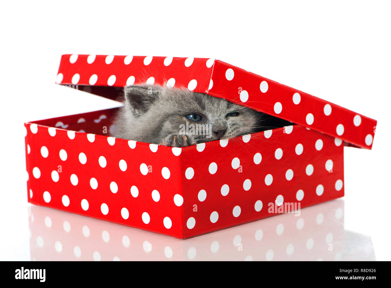 Kitten in a box isolated on white Stock Photo - Alamy