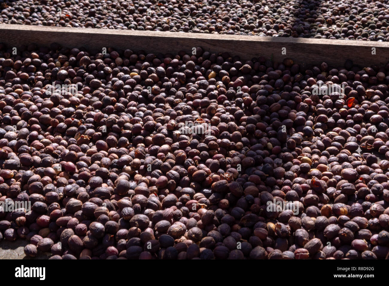 Traditional method of drying mature organic coffee beans on open grid ...