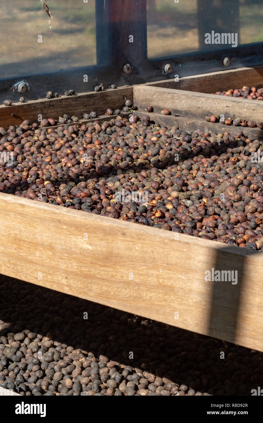 Traditional method of drying mature organic coffee beans on open grid ...