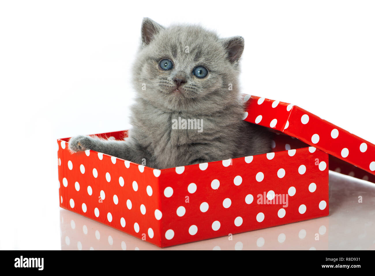 Kitten in a box hi-res stock photography and images - Alamy