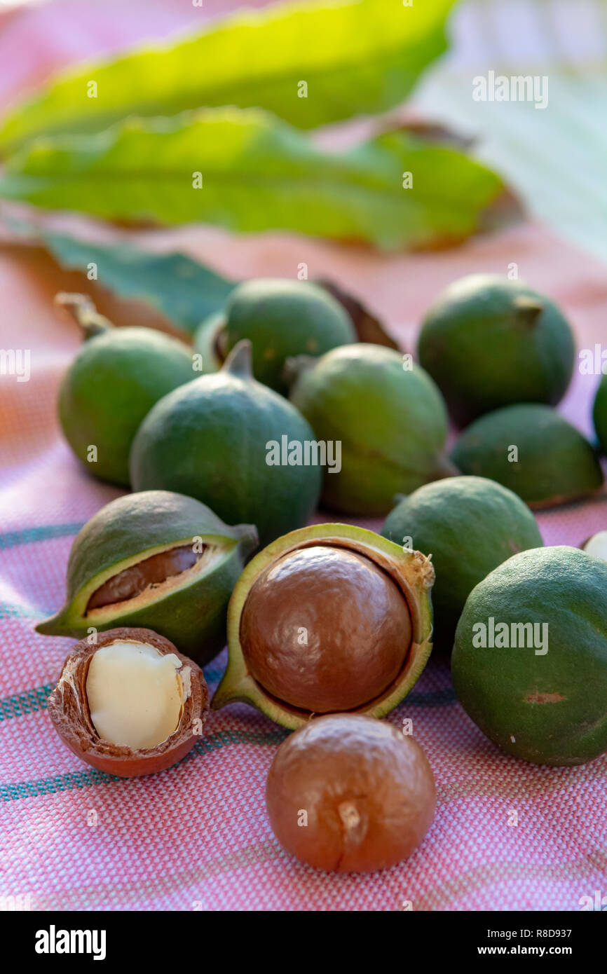New harvest of ripe fresh Australian macadamia nuts in shell with ...