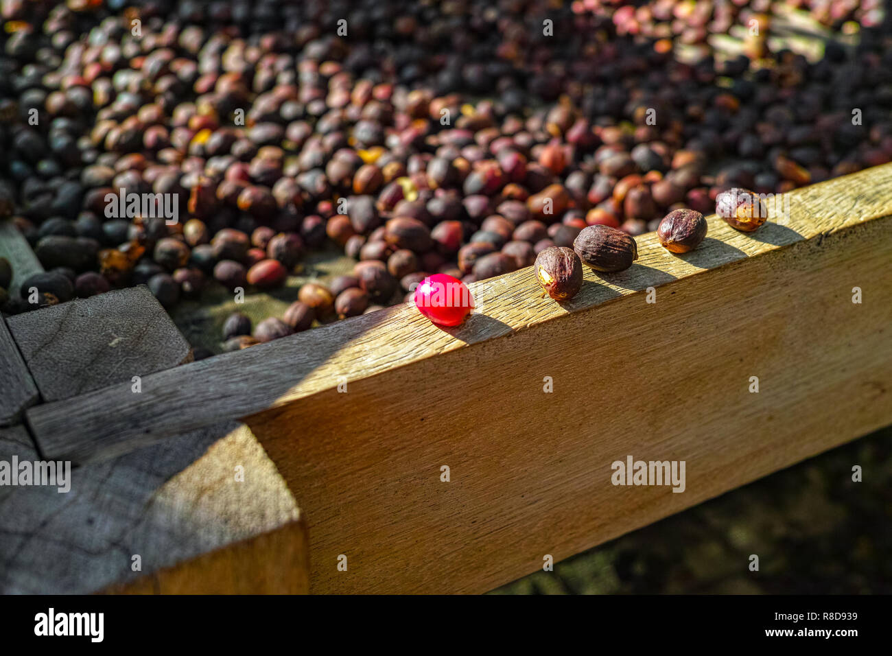 Traditional method of drying mature organic coffee beans on open grid ...