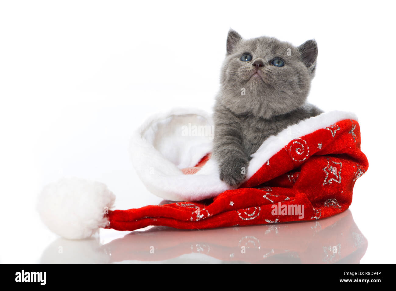 Santa claus cute cats hi-res stock photography and images - Alamy
