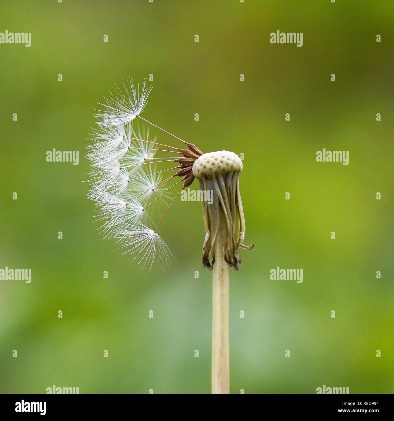 the beautiful dandelion flower in the garden in the nature Stock Photo ...