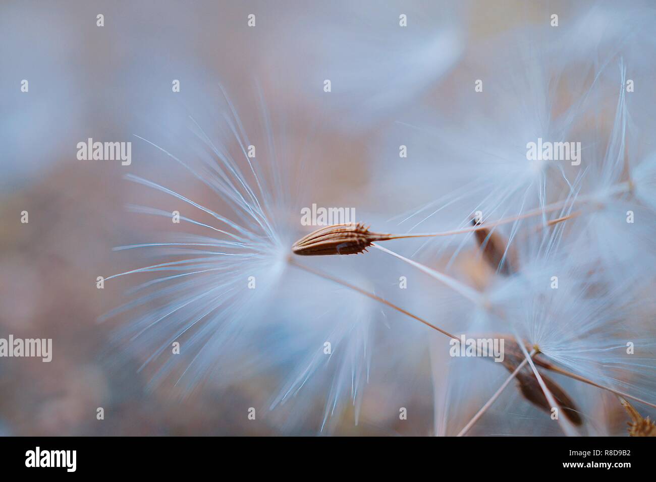 the beautiful dandelion flower in the garden in the nature Stock Photo ...
