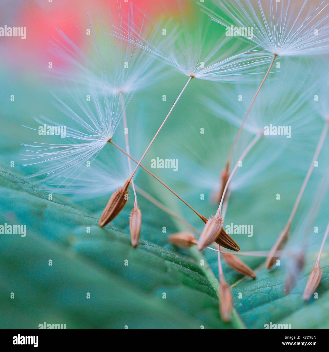 the beautiful dandelion flower in the garden in the nature Stock Photo ...