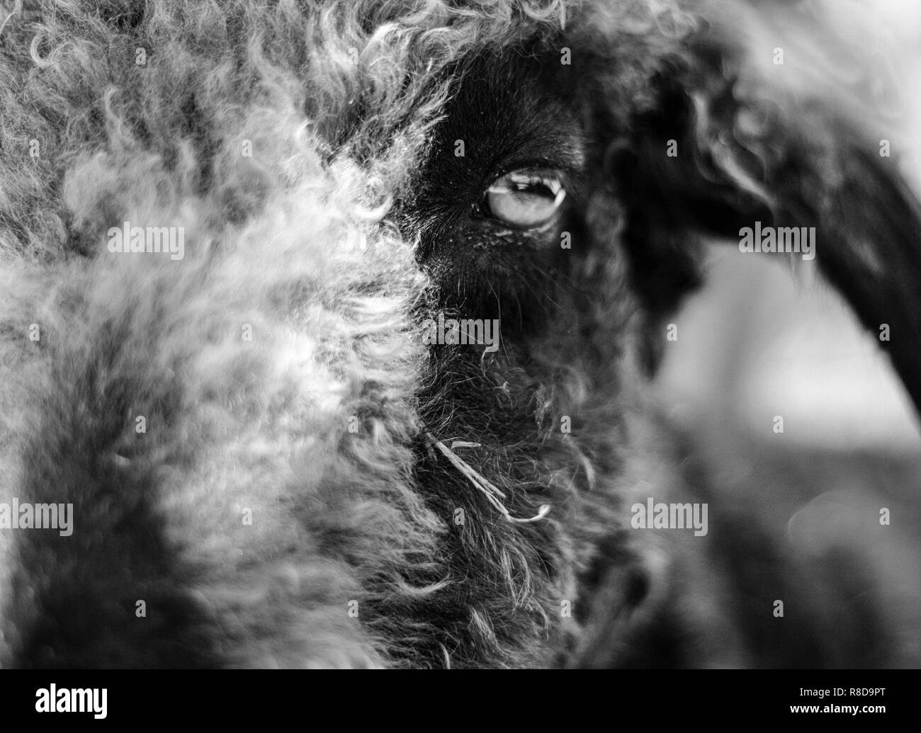 Close-up of an Angora goat (Capra aegagrus hircus) staring at the ...