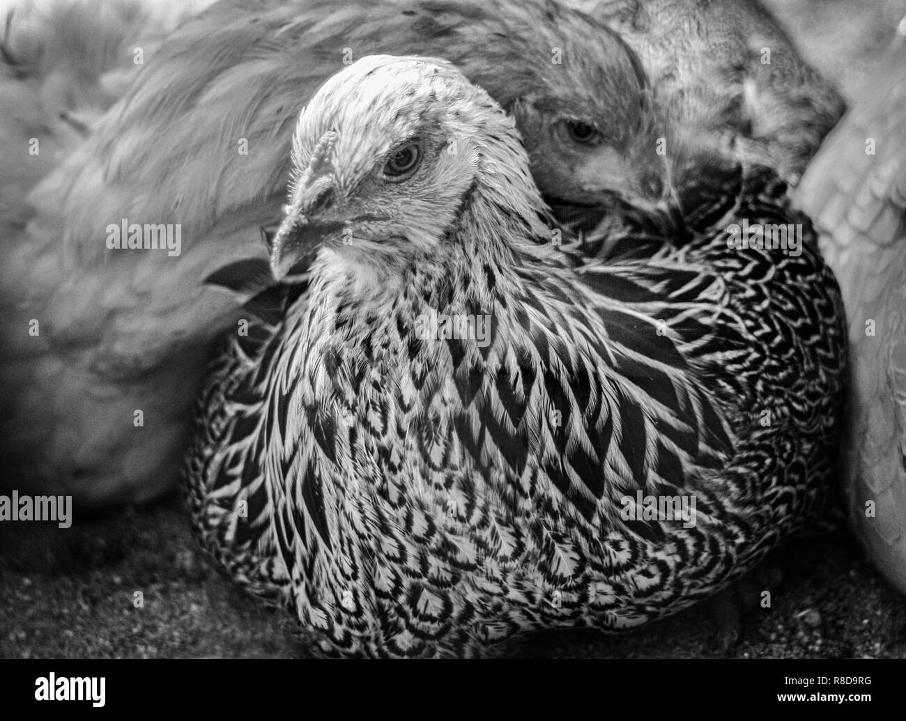 Two chickens (Gallus gallus domesticus) snuggle Stock Photo - Alamy
