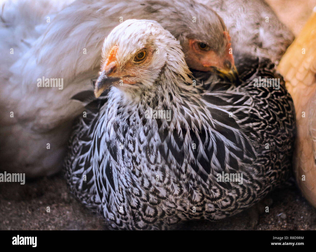 Two chickens (Gallus gallus domesticus) snuggle Stock Photo - Alamy