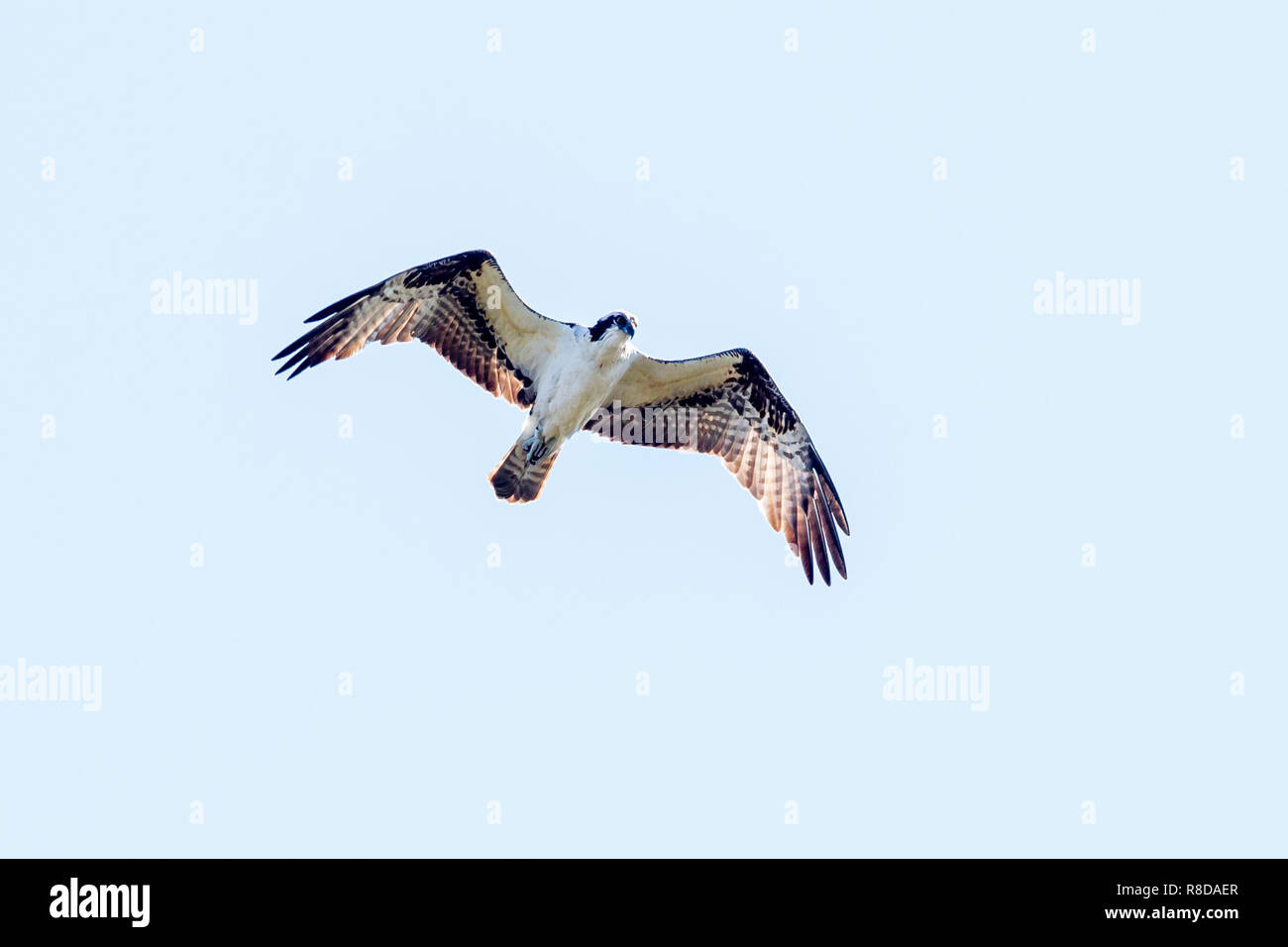 A single adult Osprey seen from below, hunting over water in the ...