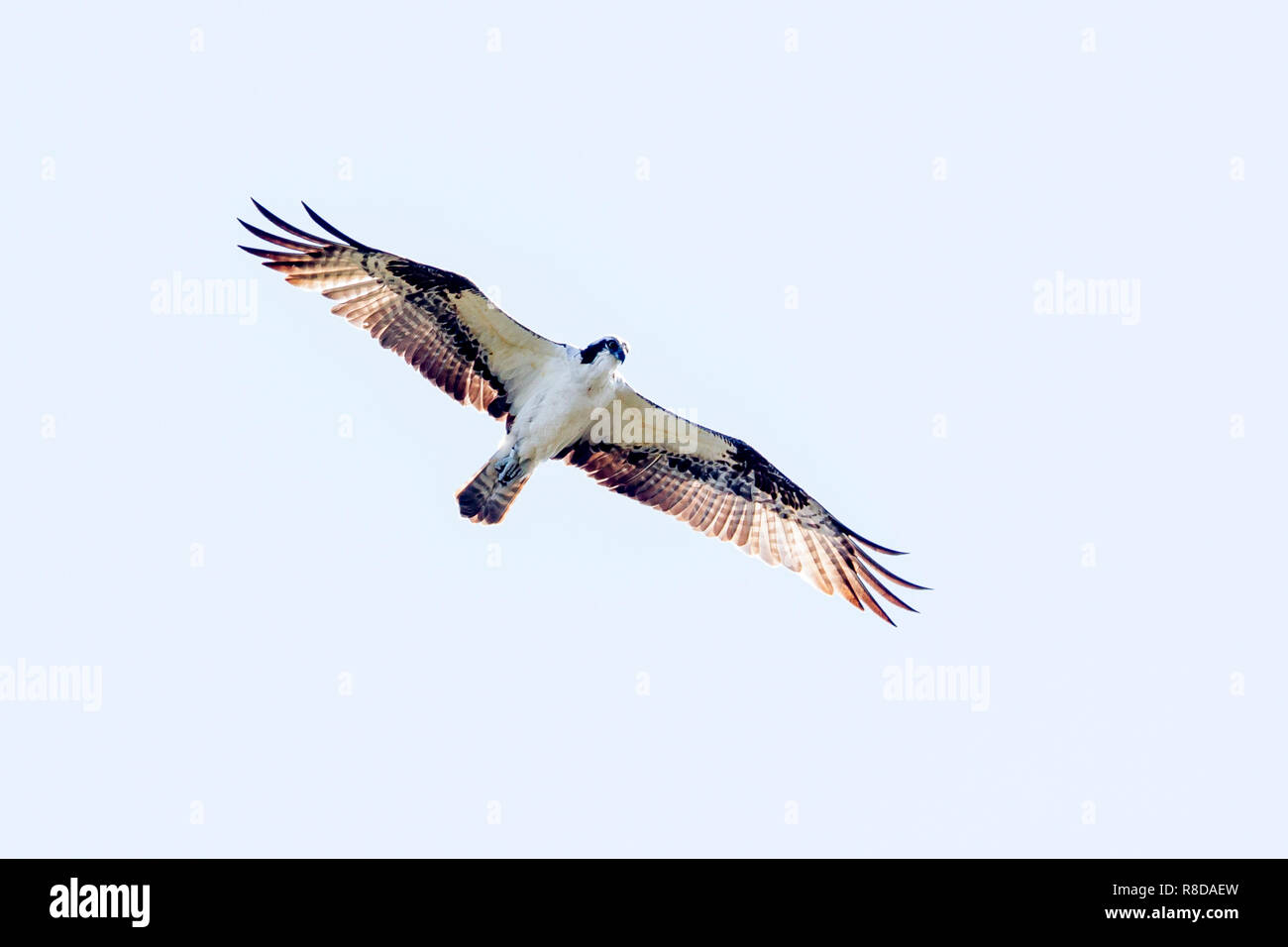 A single adult Osprey seen from below, hunting over water in the ...