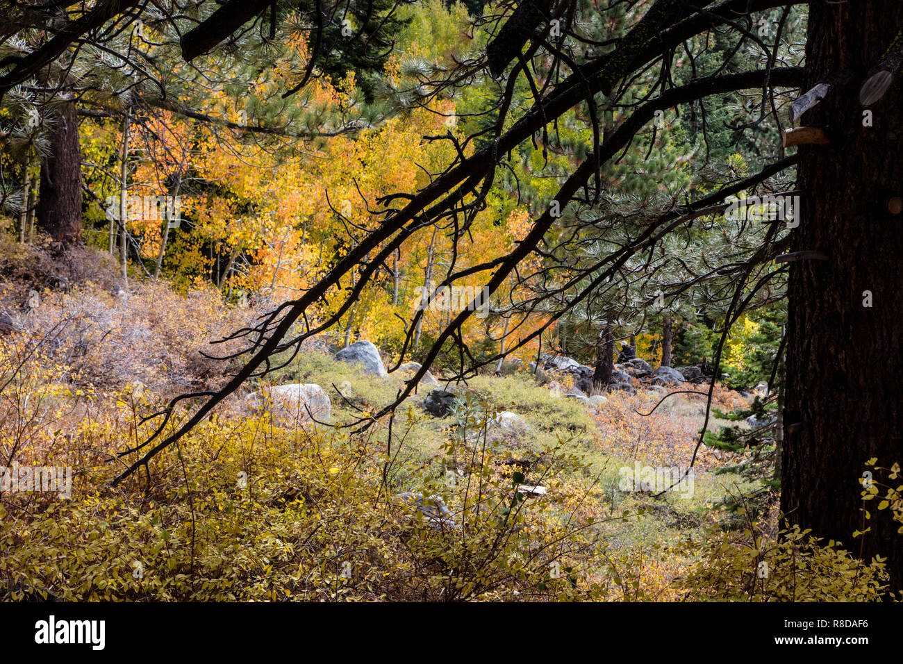 Fall colors in the Sierra Nevadas near Lake Tahoe - CALIFORNIA Stock ...