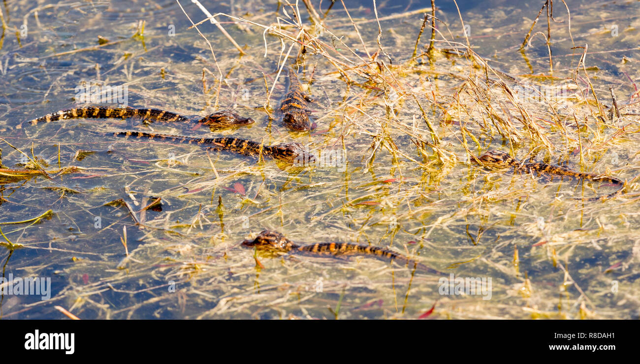 A pod of young Alligator hatchlings in the sun amongst weed, Florida ...