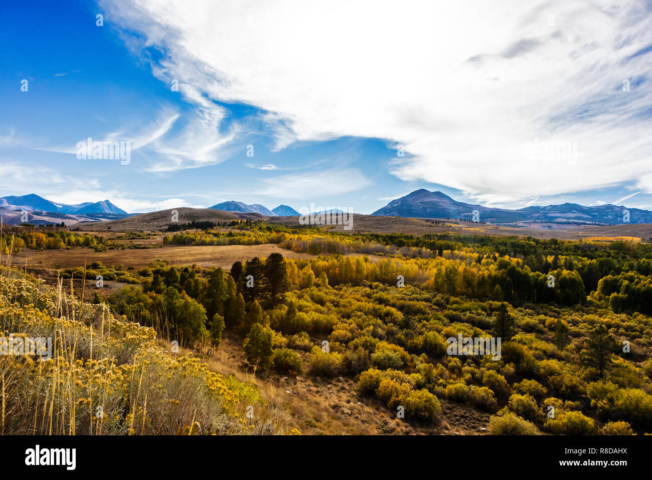 ASPEN TREES turn colors in the autumn on the CONWAY SUMMIT in the ...