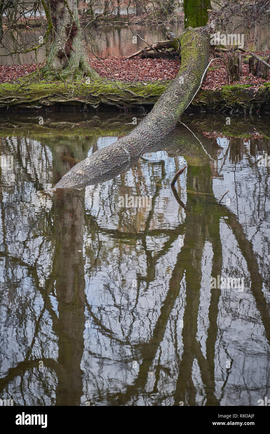 Dead tree fallen lake hi-res stock photography and images - Alamy