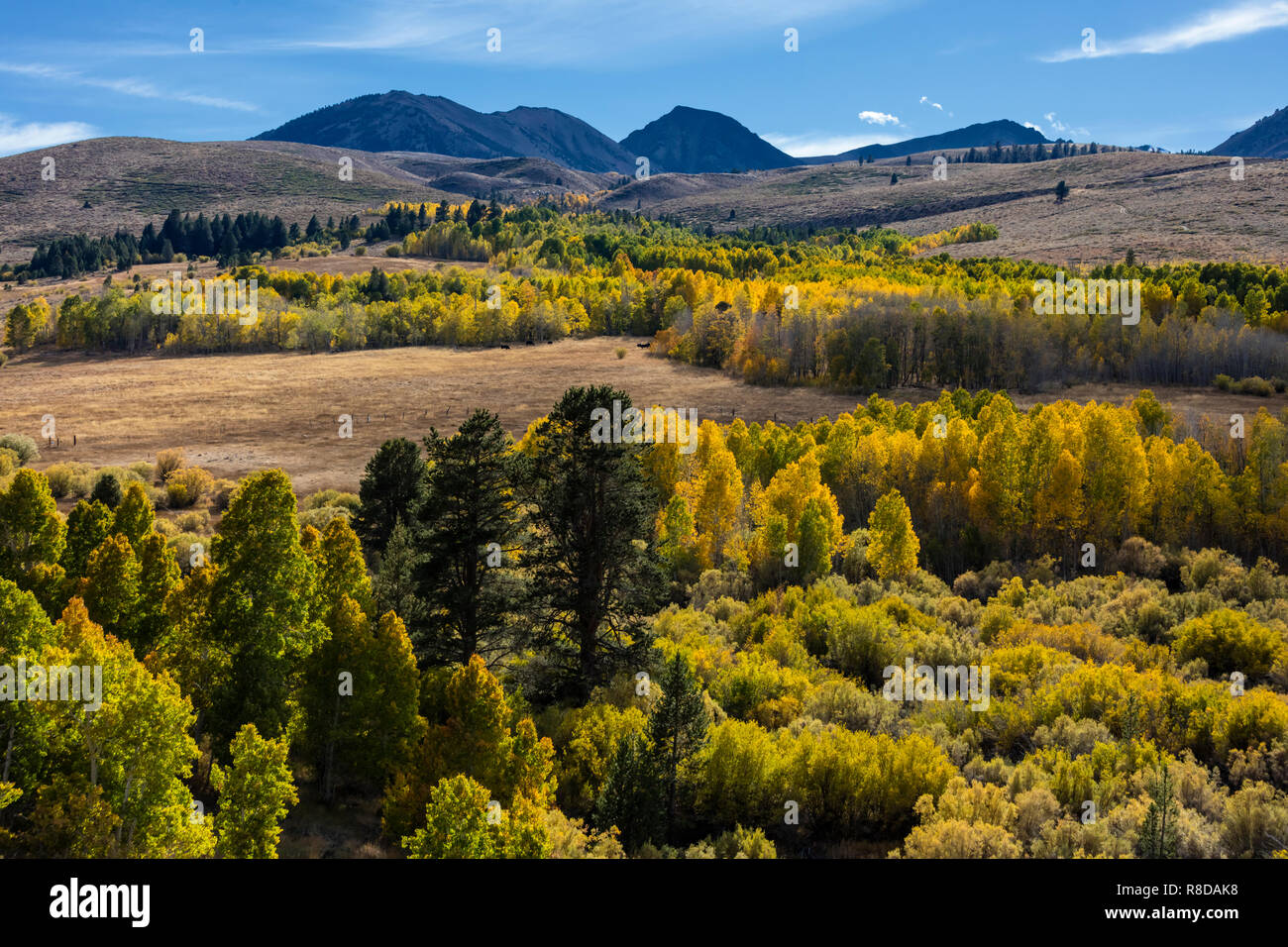 ASPEN TREES turn colors in the autumn on the CONWAY SUMMIT in the ...