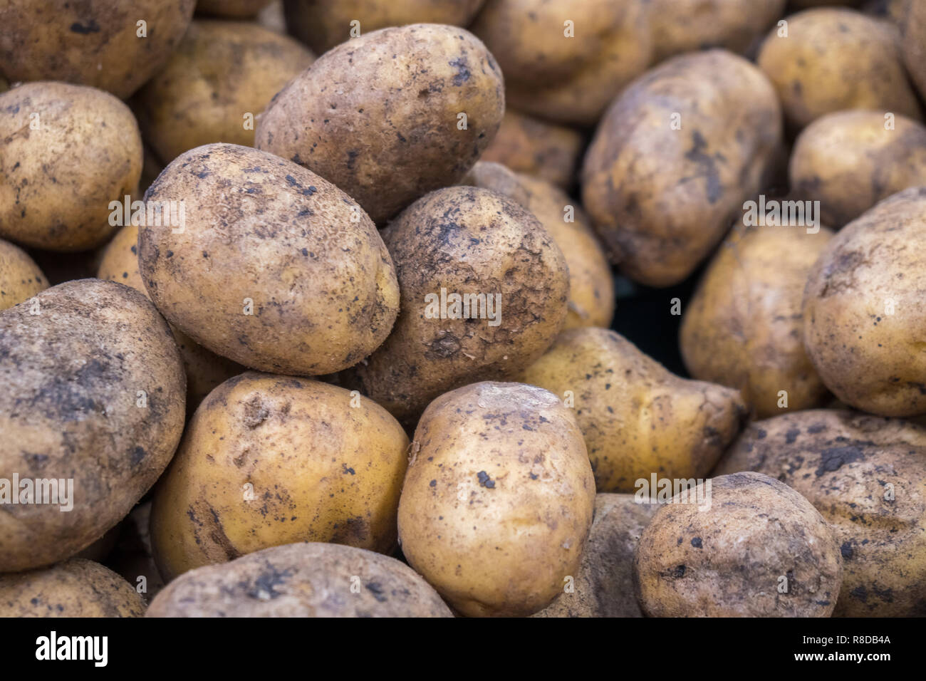 fresh potato with traces of earth on the skin. dirty raw potatoes in ...